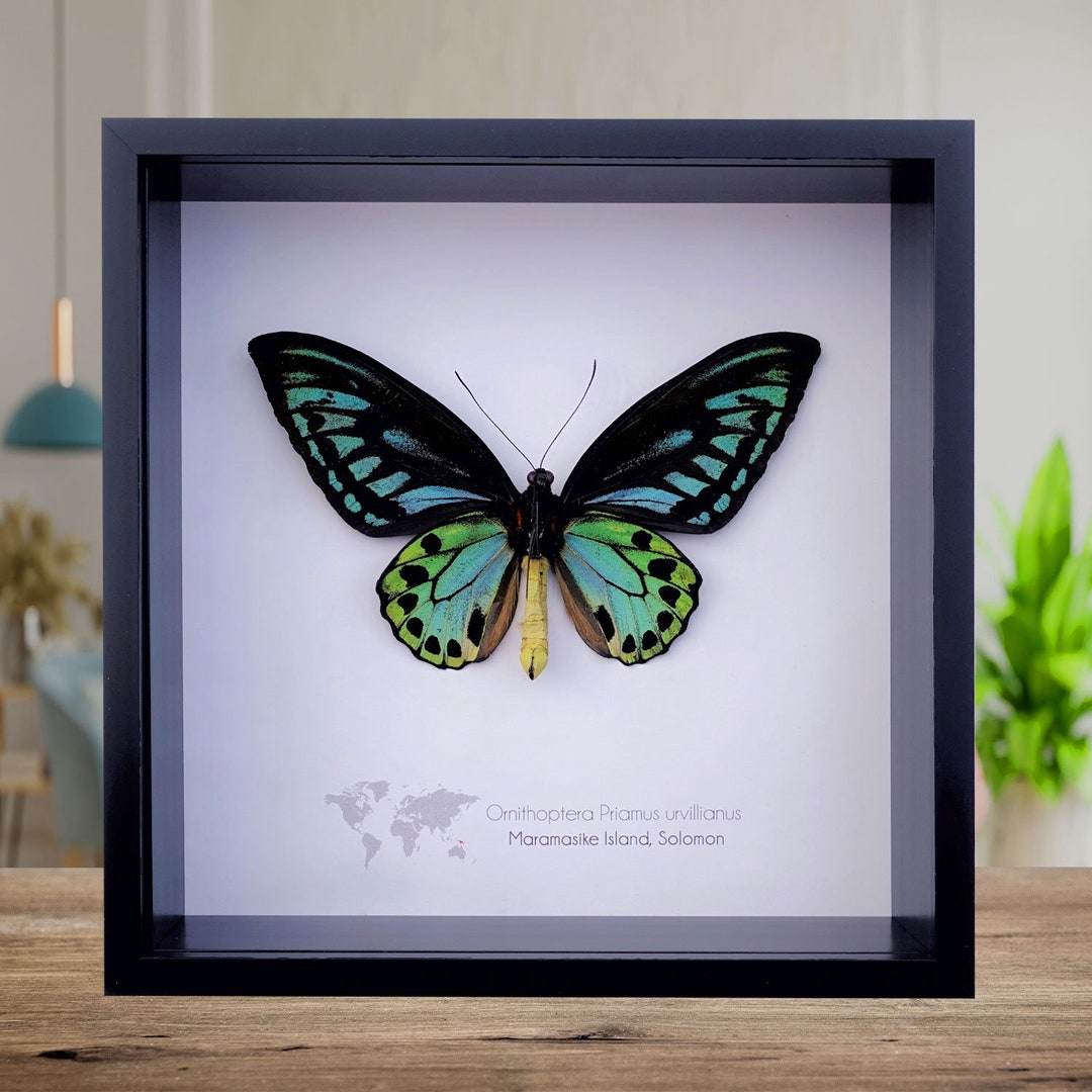 Ornithoptera Priamus Urvillianus, Blue Birdwing, Birdwing Butterfly ...