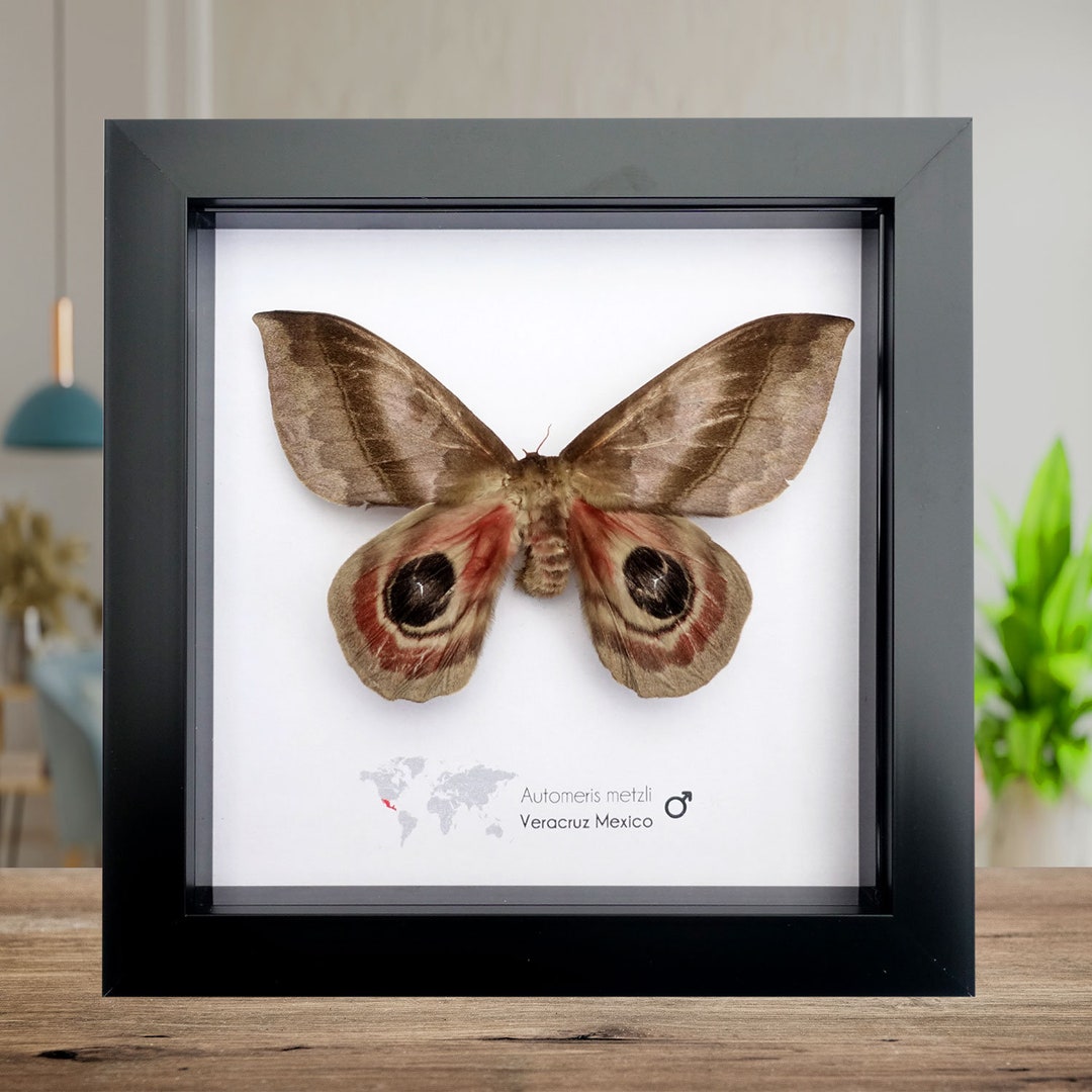 Automeris Metzli Silkworm Moth Moth From Mexico Taxidermy - Etsy