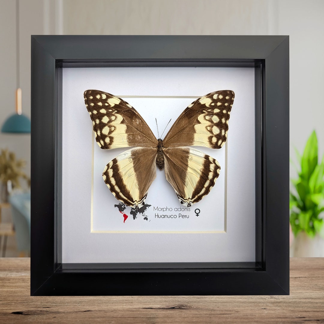 Morpho Marcus Adonis Female, the Adonis Morpho, the Adonis Butterfly ...