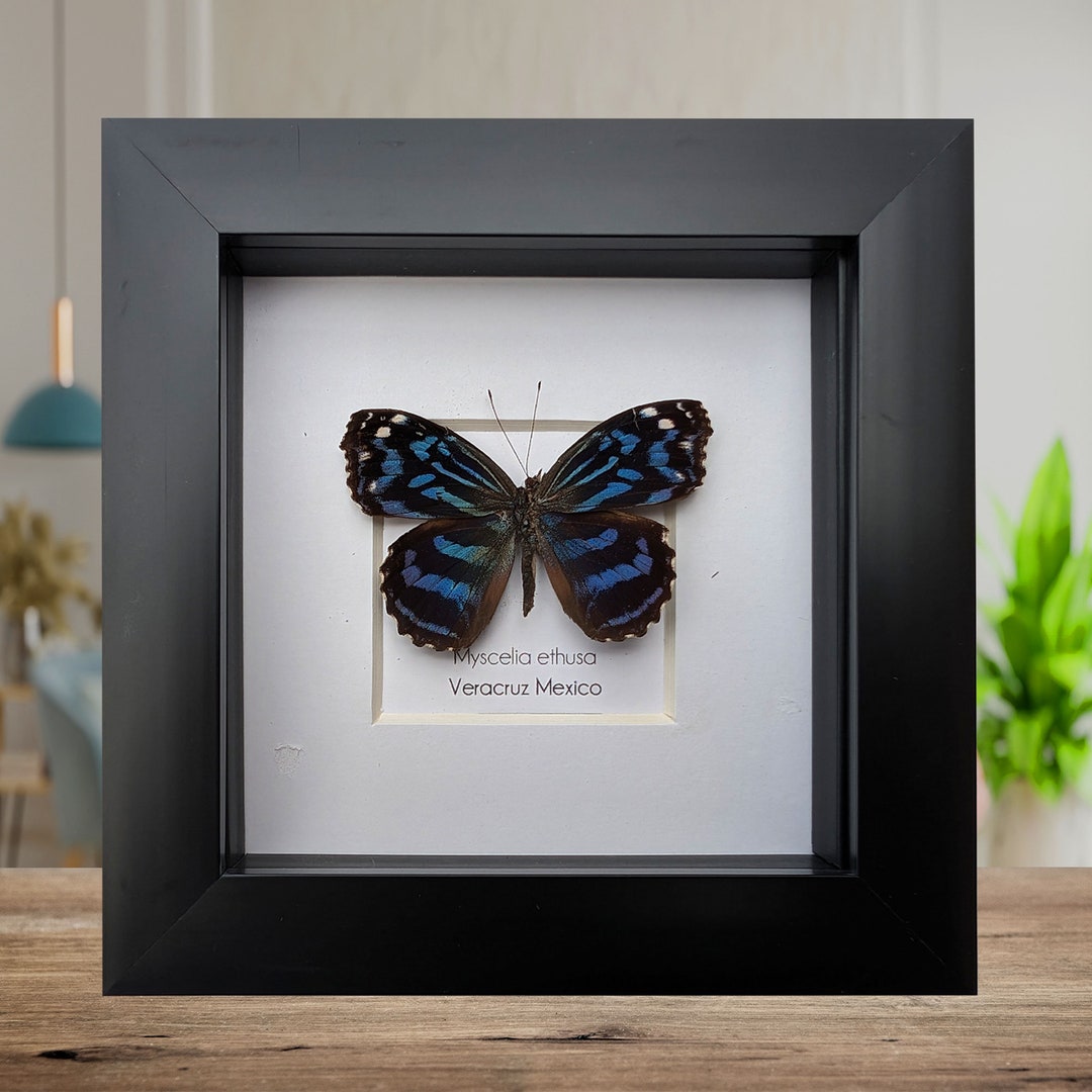 Myscelia Ethusa, the Mexican Bluewing or Blue Wing, Taxidermy Butterfly ...