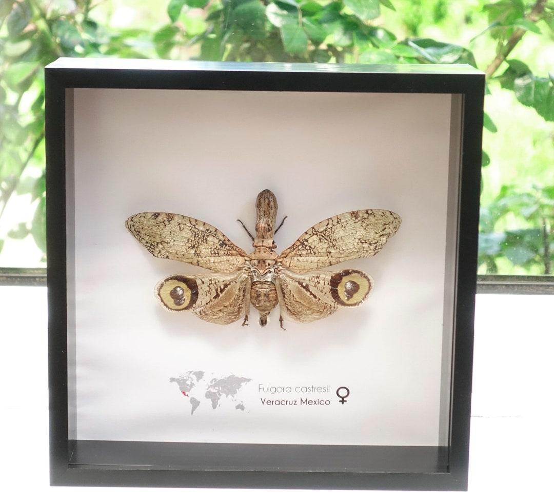 Fulgora Castresii Lanternfly, Peanut-headed Lanternfly, Fulgora ...