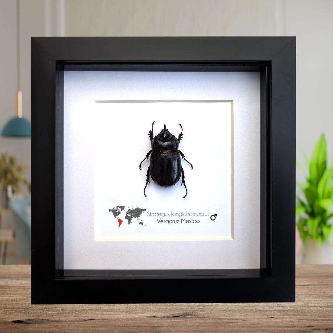 Strategus Longichoperus Male, Scarab Beetle, Ethically Sourced, Nature ...