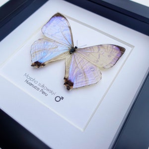 Framed Sulkowsky's Blue Morpho Butterfly: 6"x6" Mother of Pearl Display ...