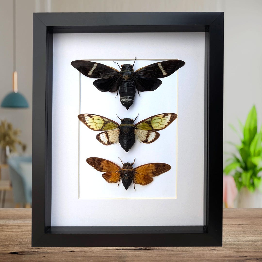 Framed Cicada Display: Southeast Asia Nature Art, Wall Decor - Etsy
