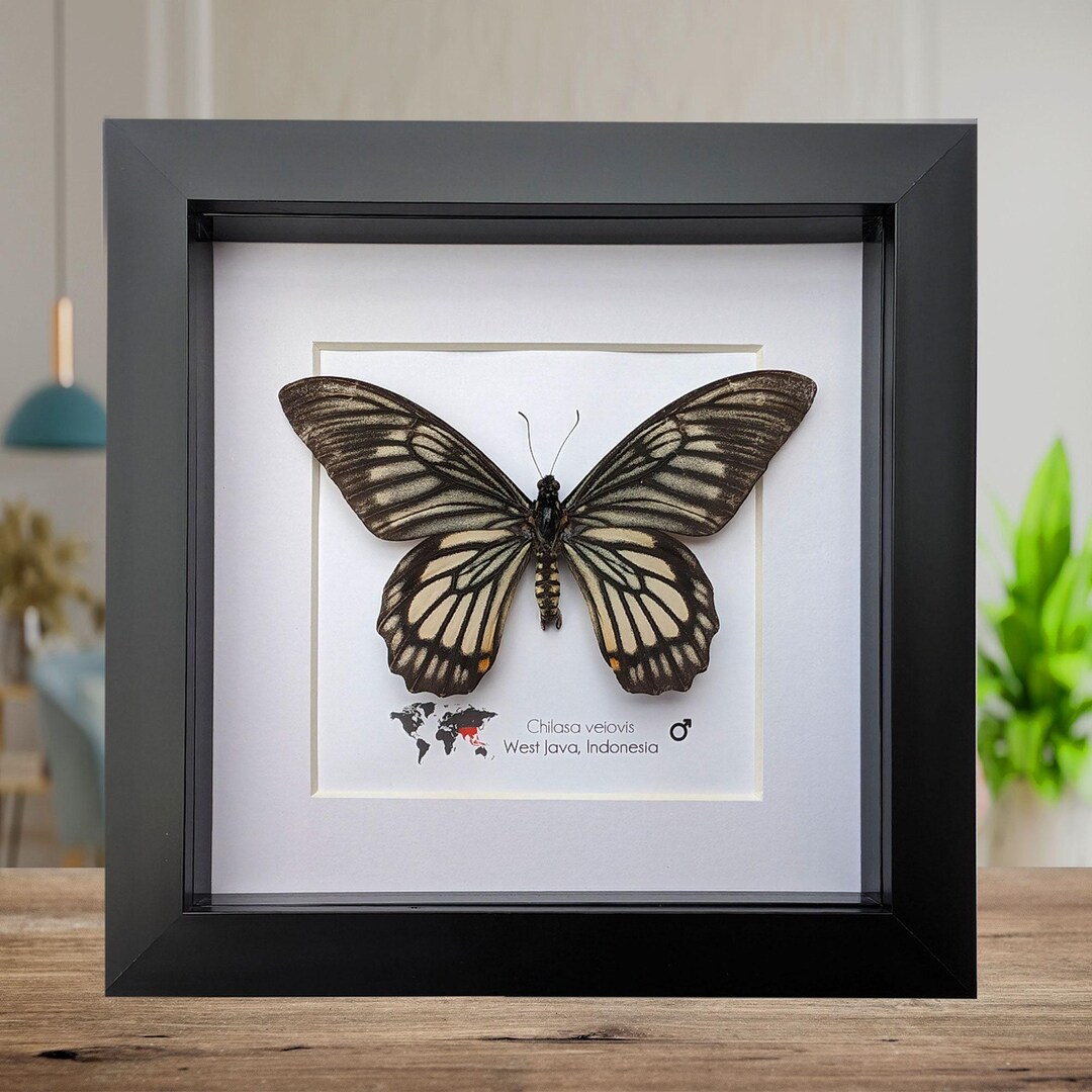 Framed Chilasa Veiovis Butterfly: Black Swallowtail Entomology Display ...