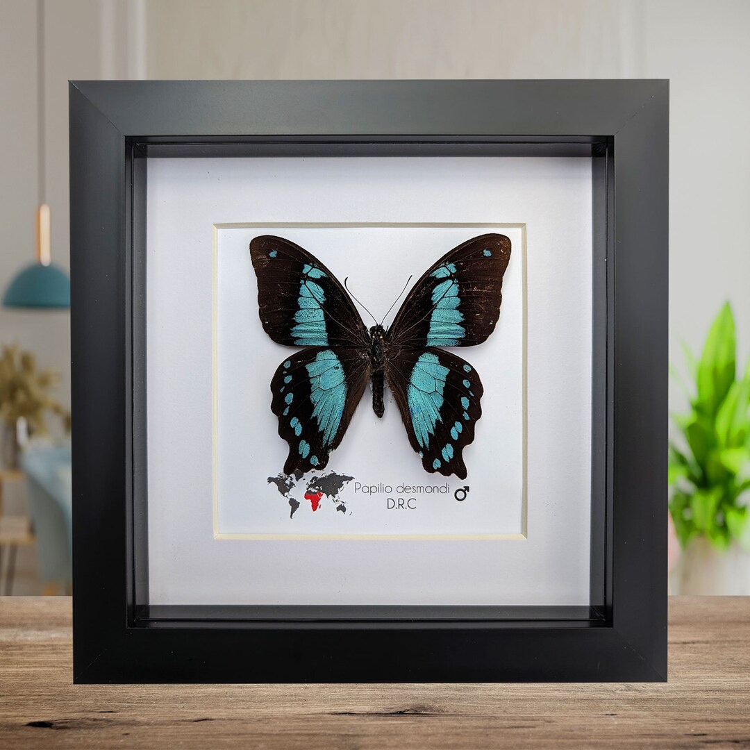 Papilio Desmondi, the Desmond's Green-banded Swallowtail, Butterfly From Africa, Wall Decor ...