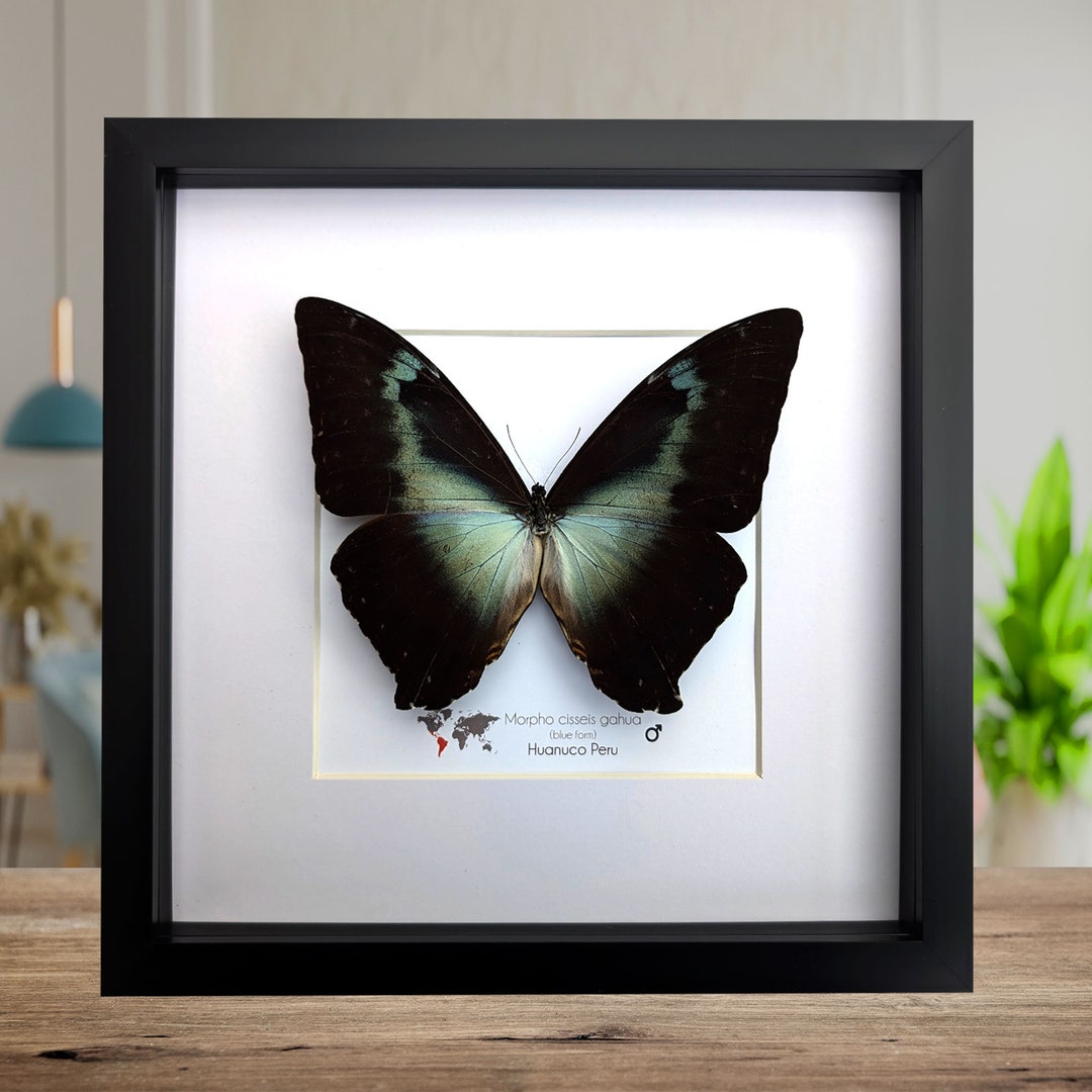 Morpho Cisseis Gahua, Blue Form, Cisseis Morpho, Giant Dark and Blue ...