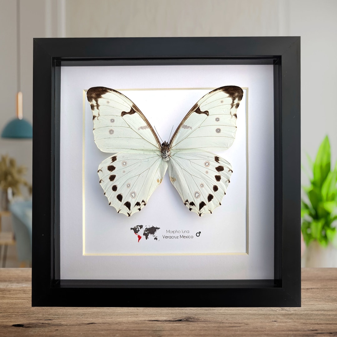 Morpho Luna, White Ghost Butterfly, Taxidermy Present, Entomology Gift ...