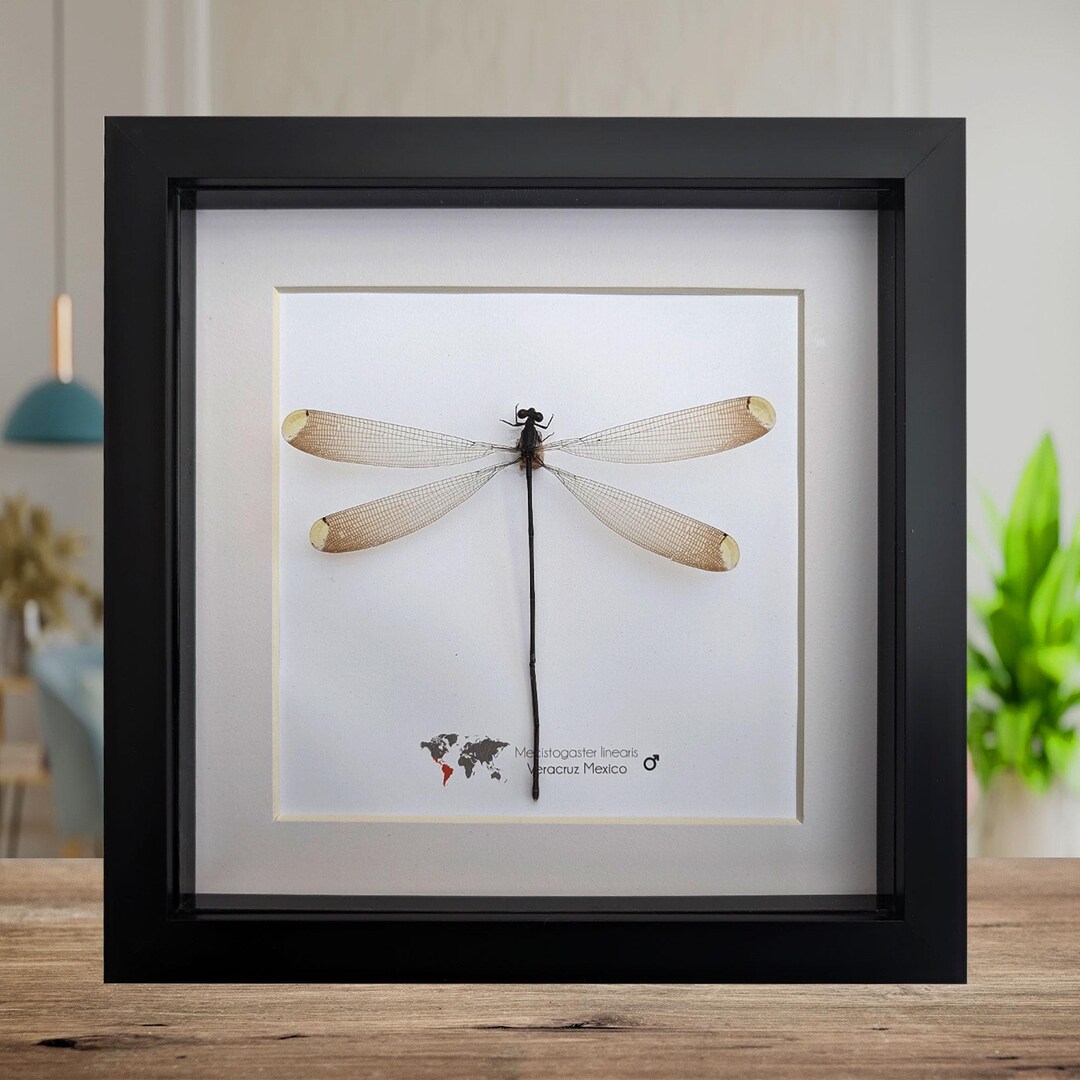 Framed Mecistogaster Linearis Damselfly, Ethically Sourced Entomology ...