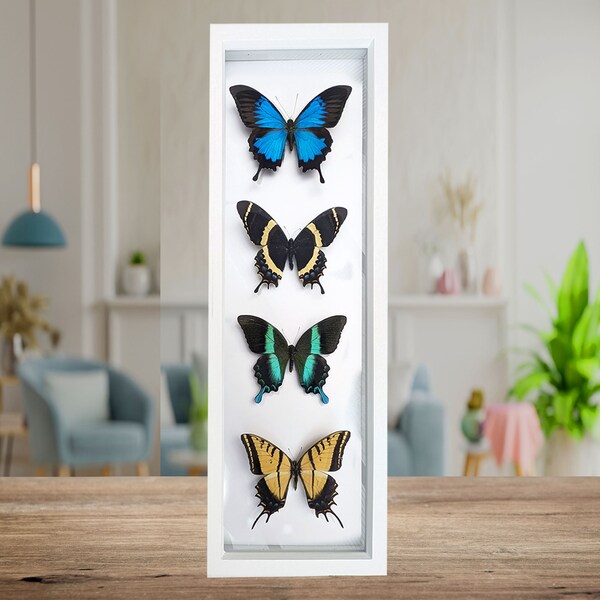 Butterfly Display - Etsy