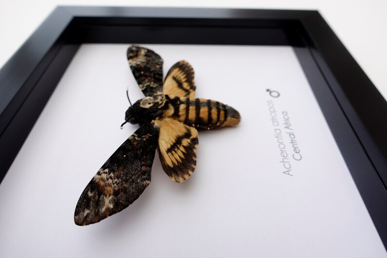 Acherontia Atropos the African Death's-head Hawkmoth - Etsy