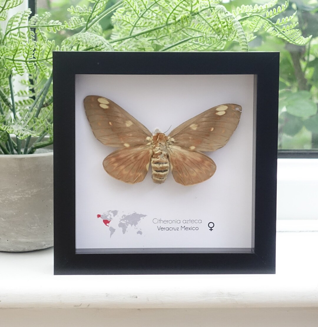 Citheronia Azteca Aztecan Horned Devil Moth Female Moth From - Etsy