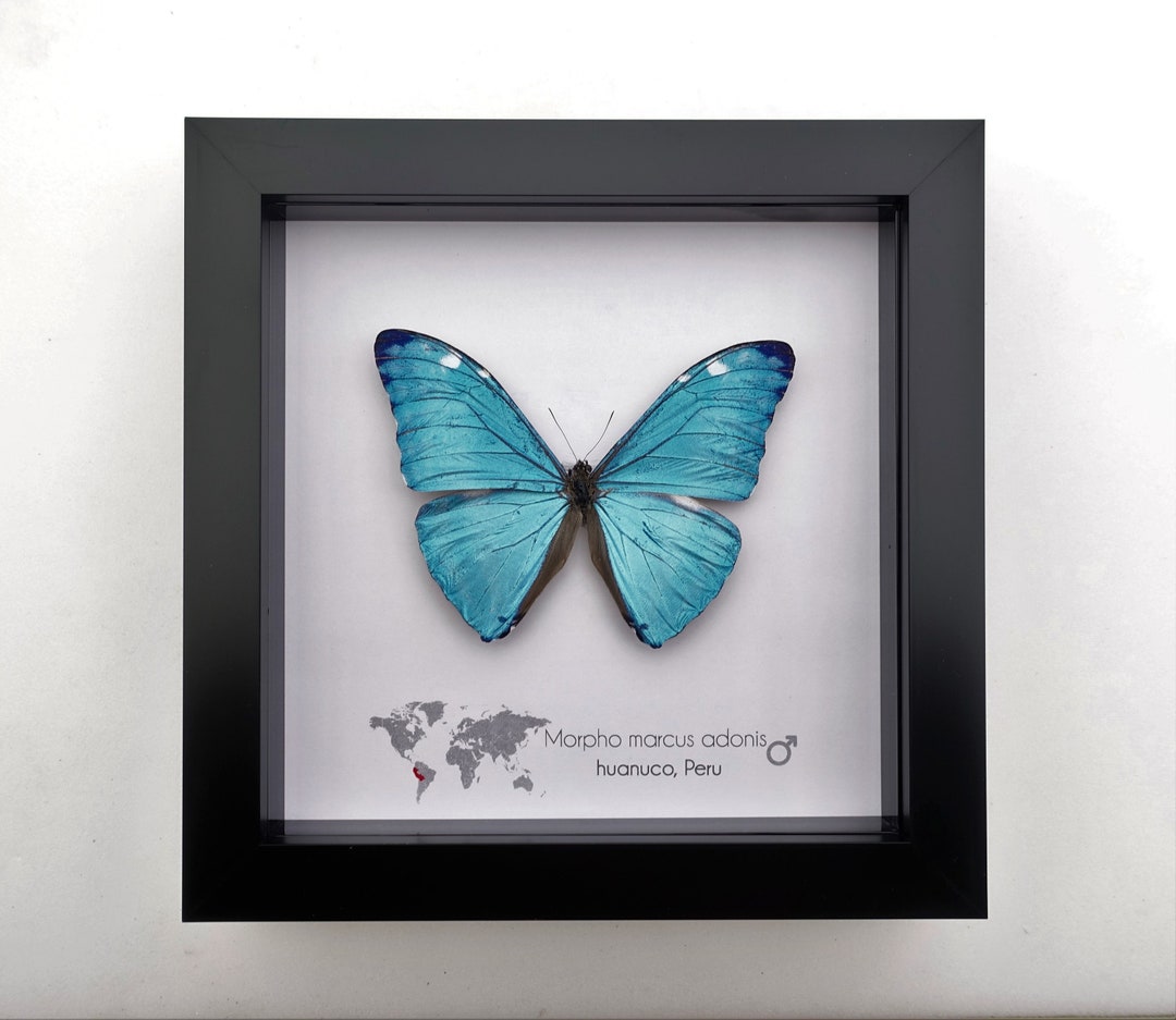 Morpho Marcus Adonis, the Adonis Morpho, the Adonis Butterfly, Big Blue ...