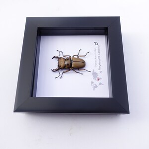 Homoderus Mellyi, Rare Red Colored Stag Beetle , From Cameroon, Frame 4 ...