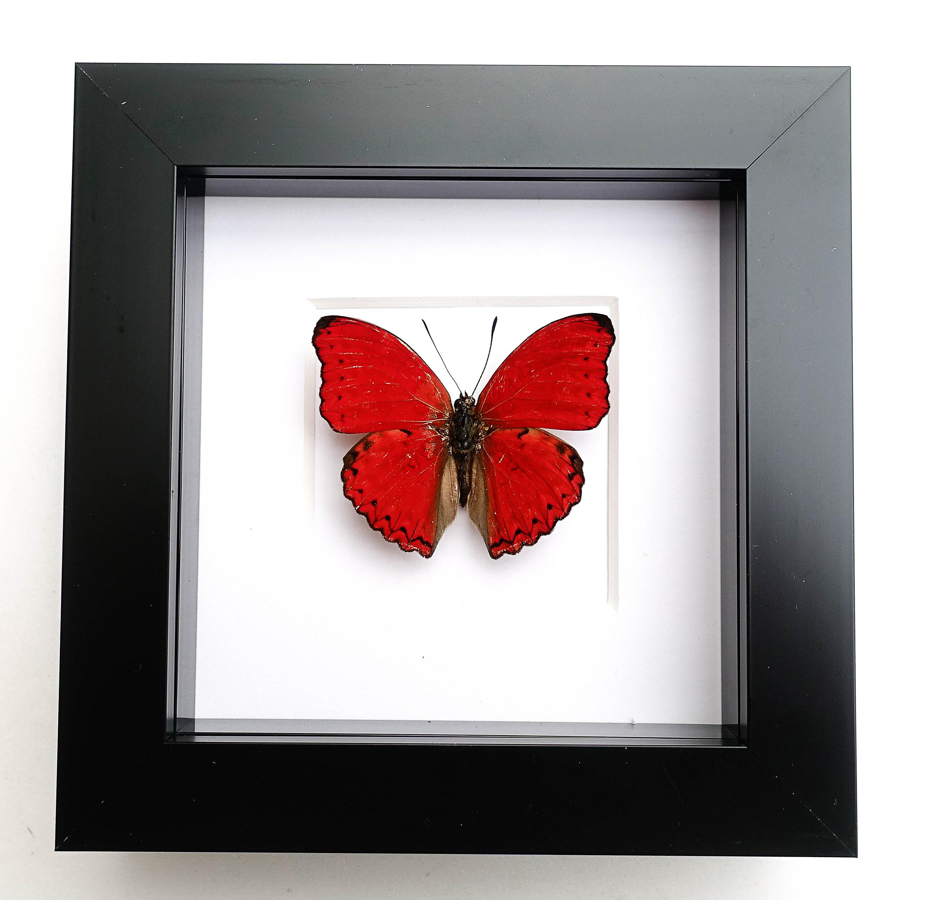 Framed Blood-red Glider Butterfly Taxidermy, Entomology Wall Art - Etsy