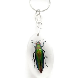 Jewel Beetle - Etsy