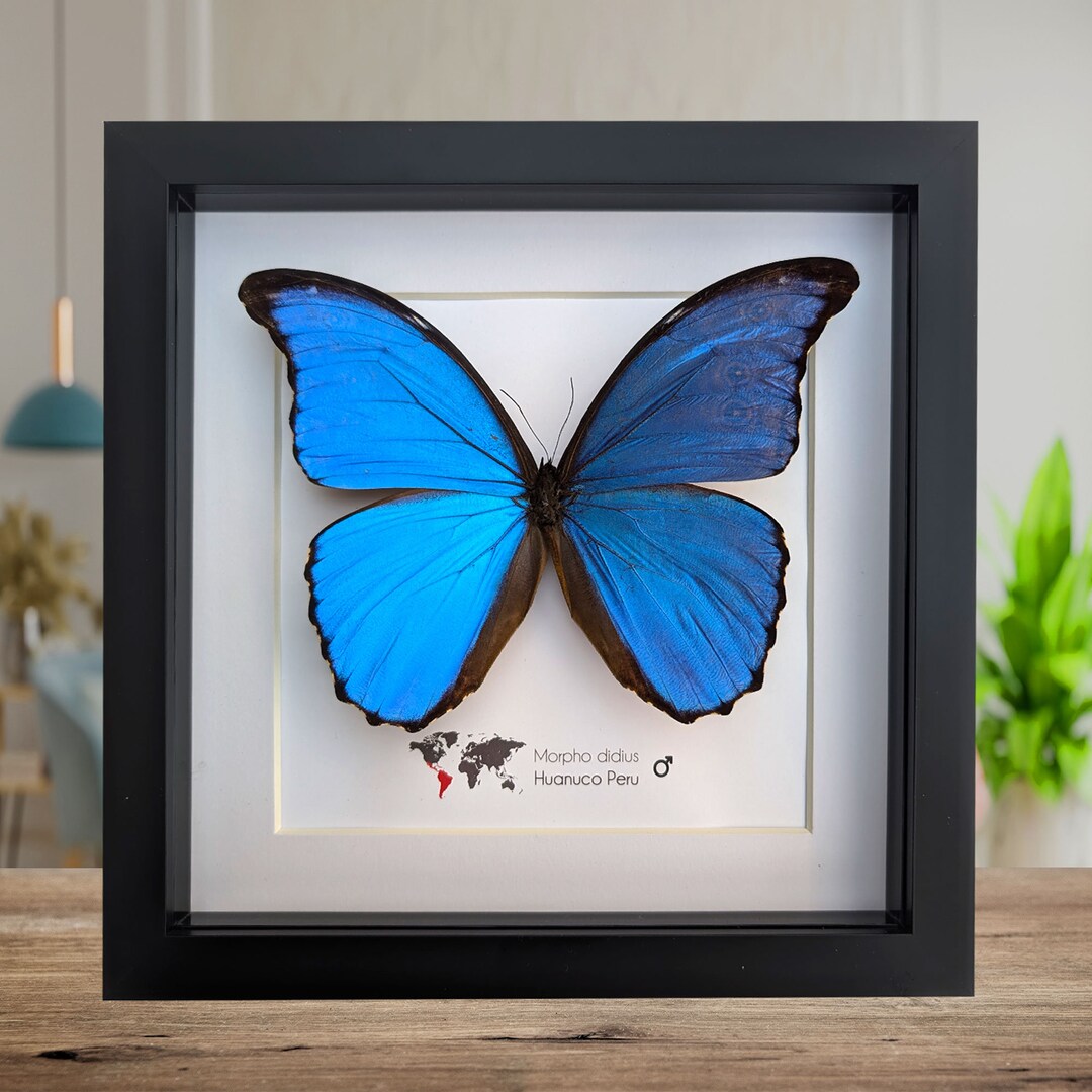 Morpho Didius, the Giant Blue Morpho, Taxidermy Butterfly, Giant ...