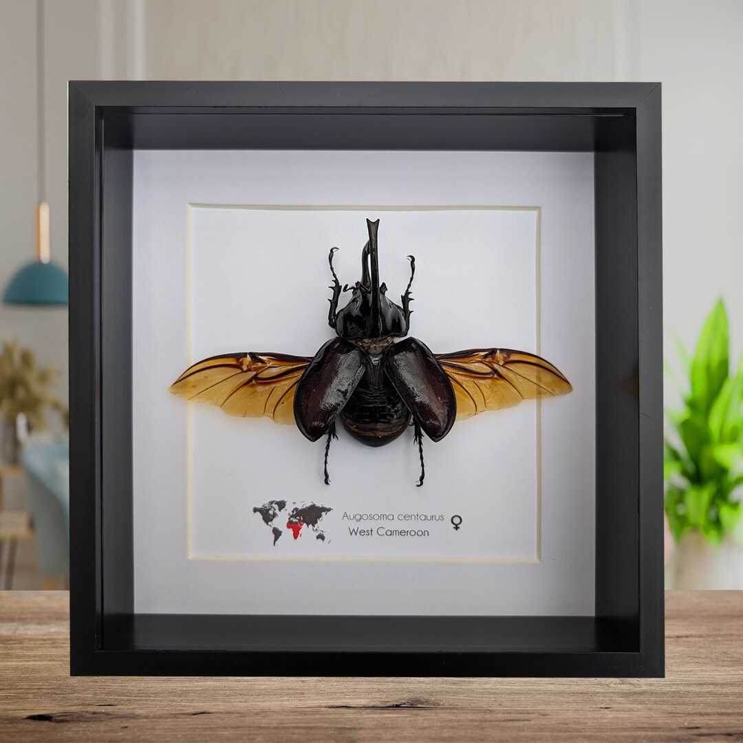 Augosoma Centaurus, Centaur Rhino Beetle, Centaurus Beetle, Spread ...