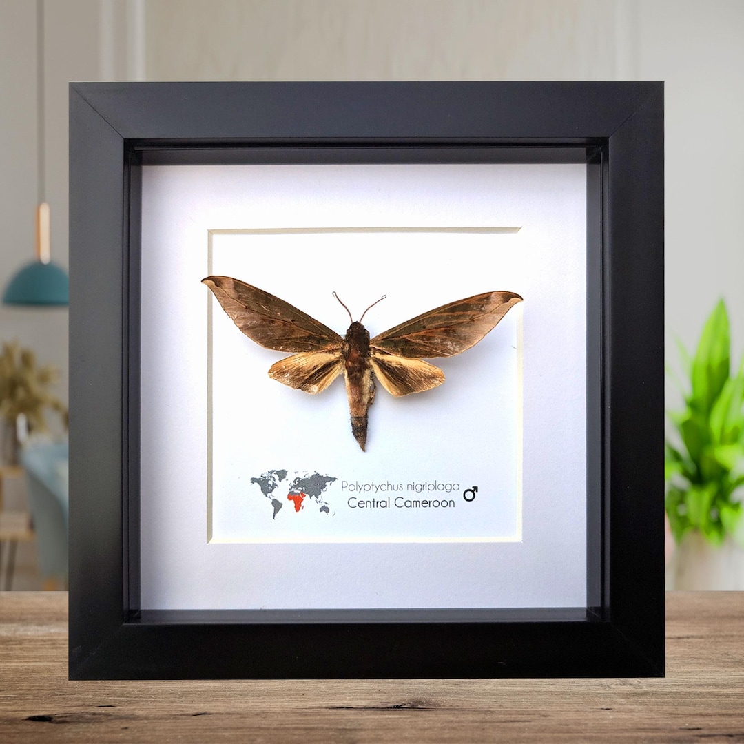 Polyptychus Nigriplaga, Sphingidae, Moth Display, Entomology Gift ...