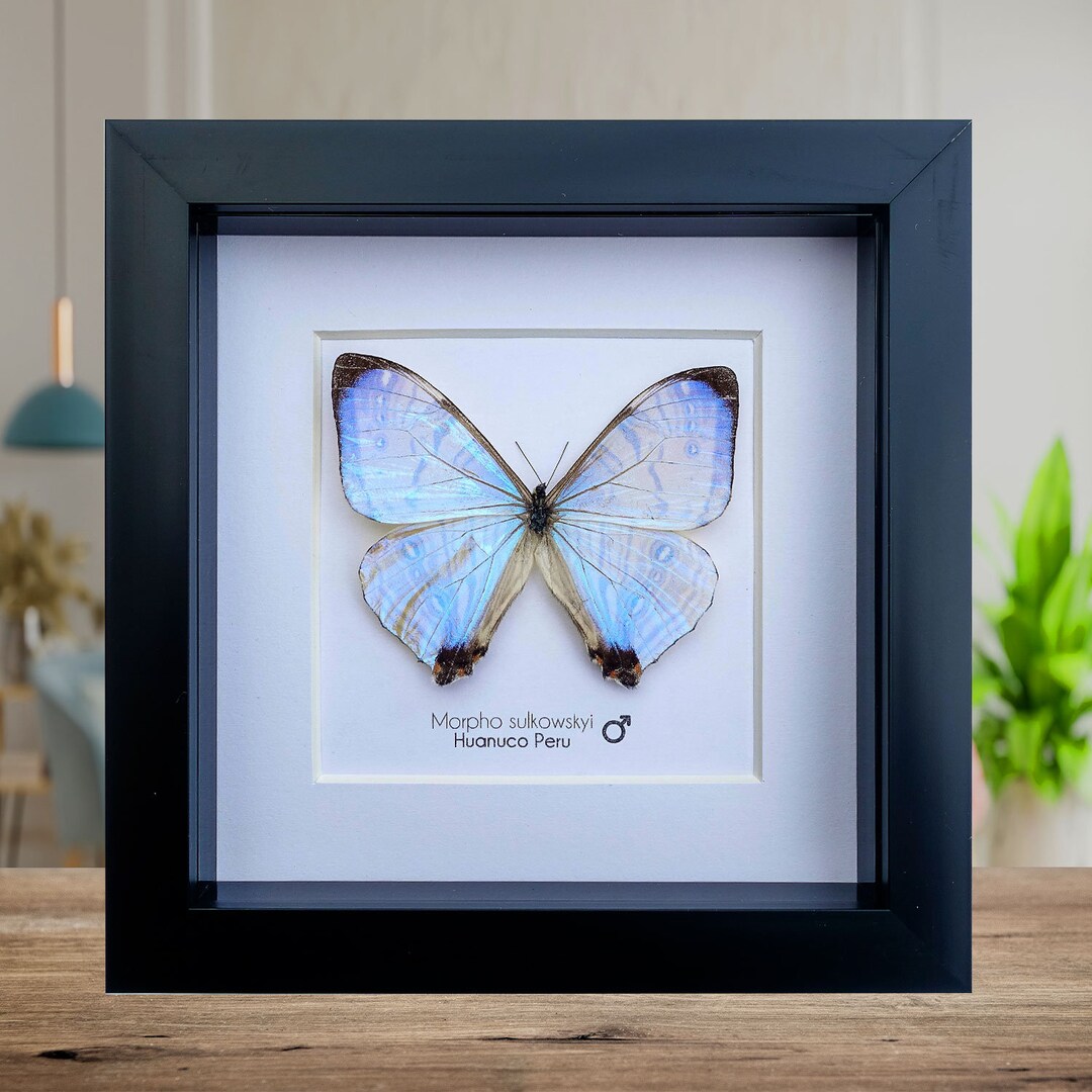 Framed Sulkowsky's Blue Morpho Butterfly: 6"x6" Mother of Pearl Display ...