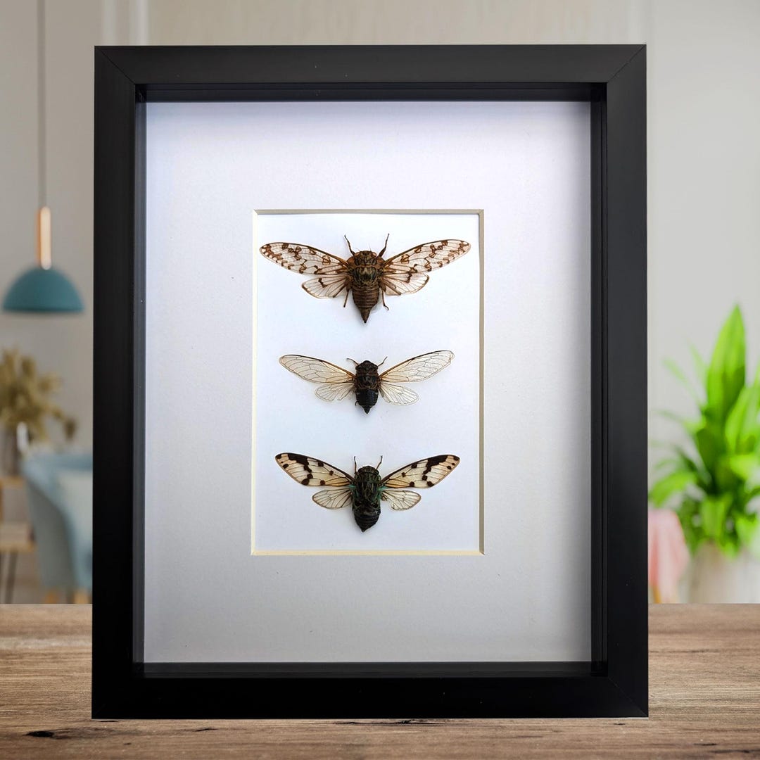 Cicada Set of Three, Pacarina Shoemakeri, Auritibicen Septatus, Zammara ...