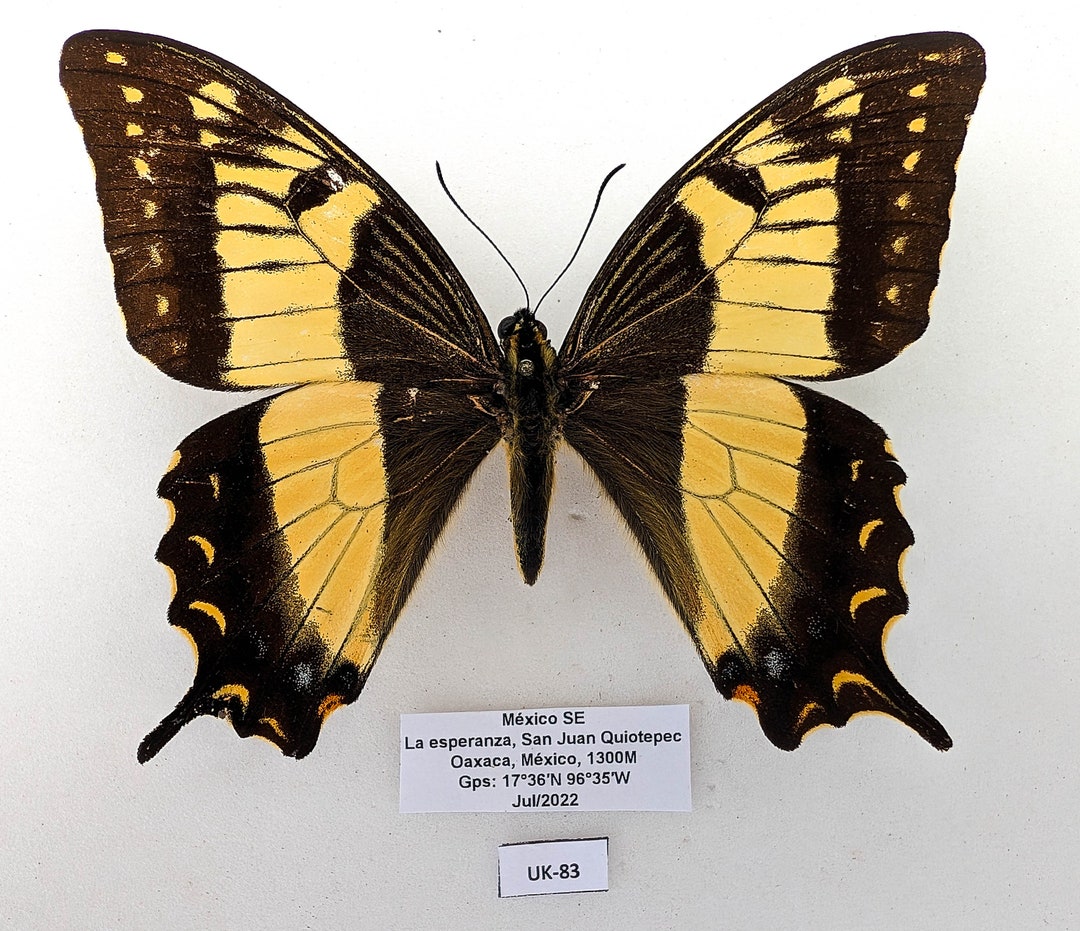 Rare to Find Papilio Esperanza, the Hope Kite Butterfly, Oaxaca Mexico ...