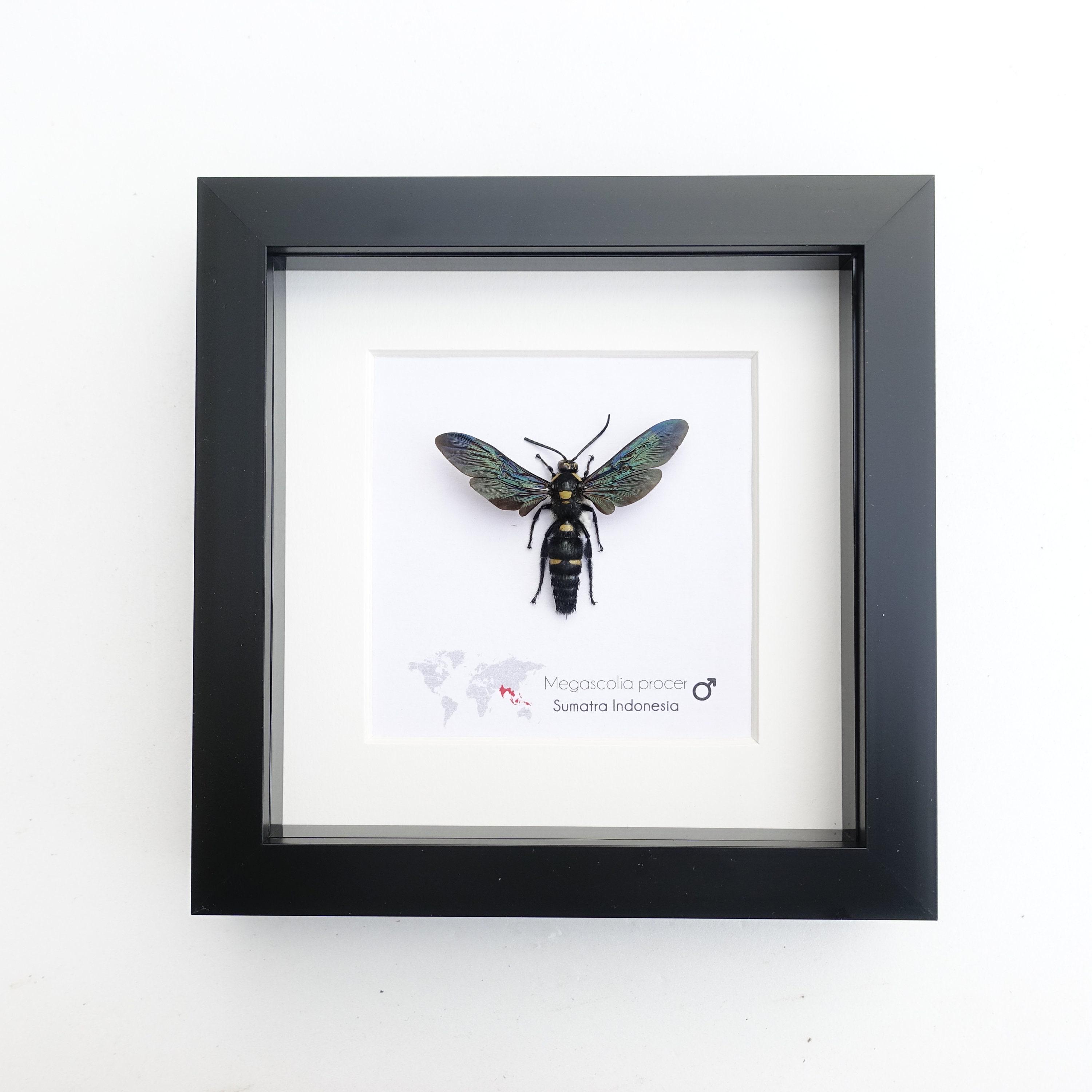 Framed Giant Scoliid Wasp Taxidermy: Entomology Wall Art - Etsy