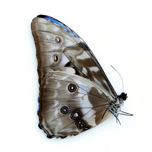 Morpho Cypris, Blue Butterfly, Morpho From Colombia, Dried Specimens ...