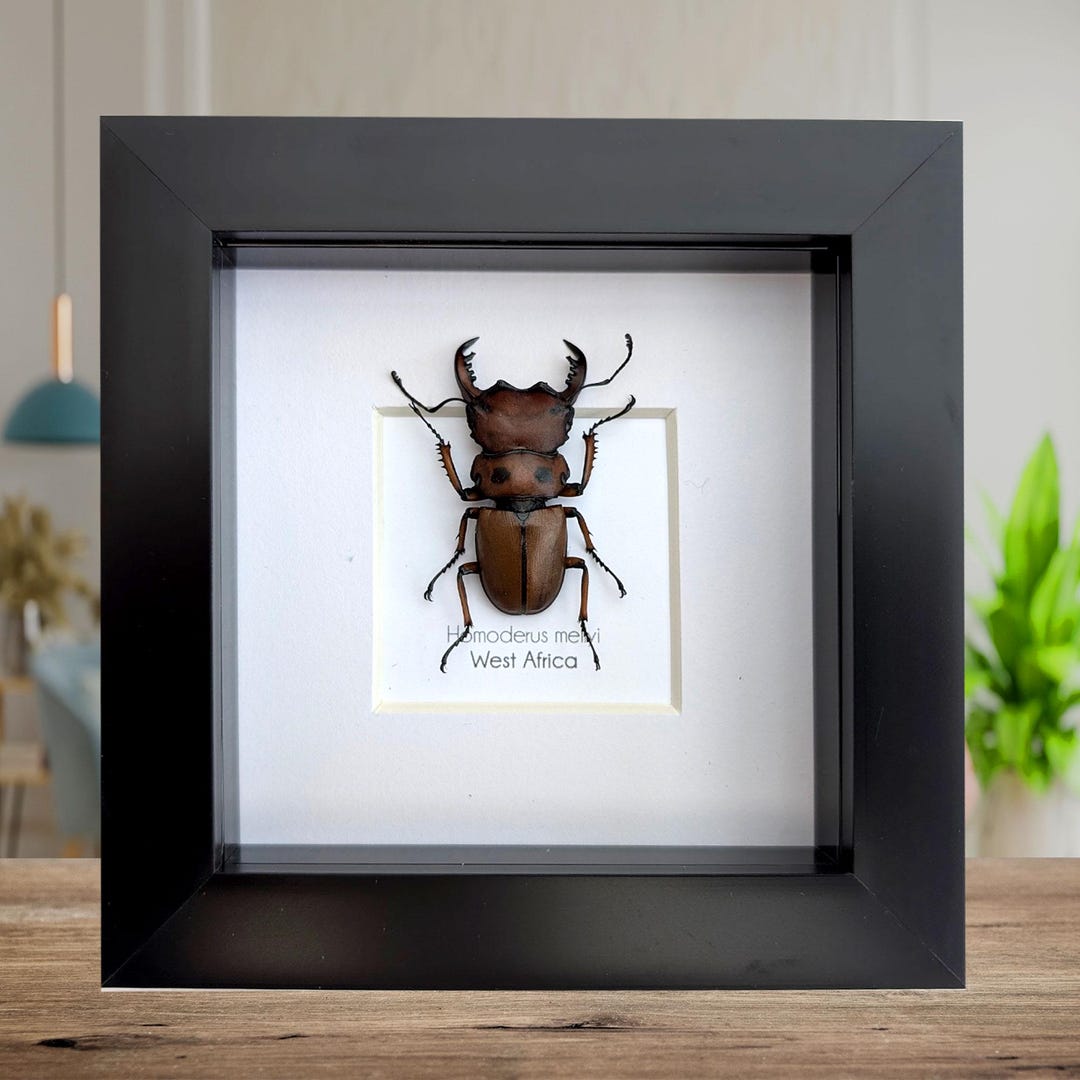 Homoderus Mellyi, Rare Red-colored Stag Beetle, Wall Decor, Entomology ...