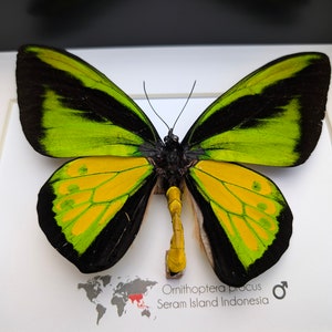 Ornithoptera Goliath Procus, Goliath Birdwing, Green Birdwing ...