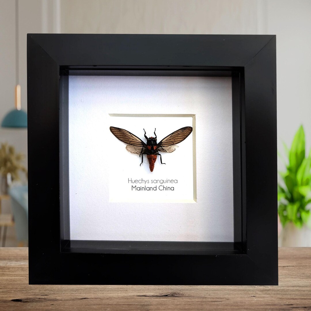 Huechys Sanguinea, Taxidermy, Blood Red Cicada, Entomology Present, Bug ...