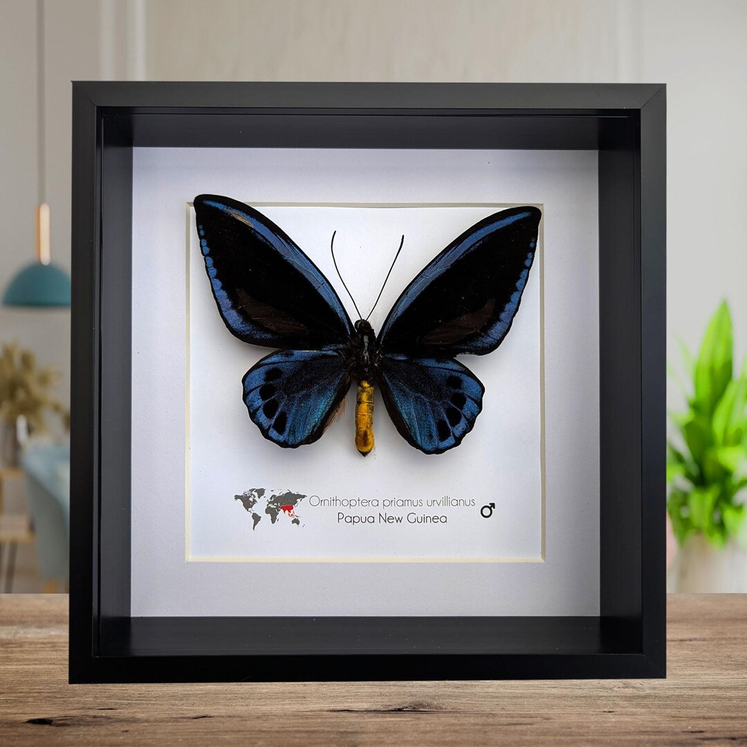 Framed Blue Birdwing Butterfly - Ornithoptera Priamus Urvillianus ...