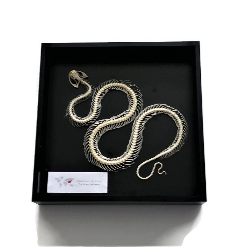 Gaboon Viper Skeleton