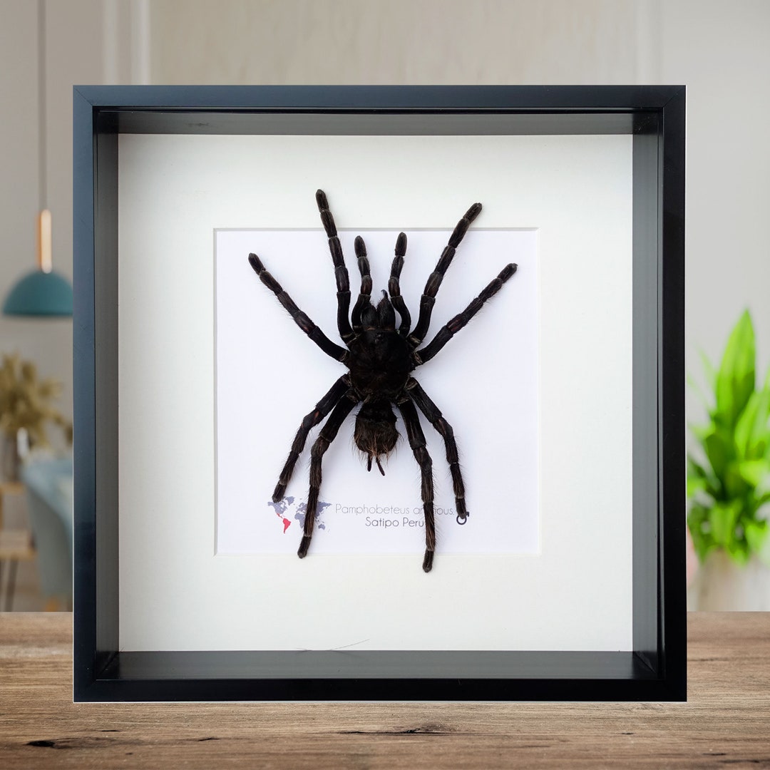 Pamphobeteus Antinous, Bolivian Blue Leg Bird Eater, Steely Blue Leg ...