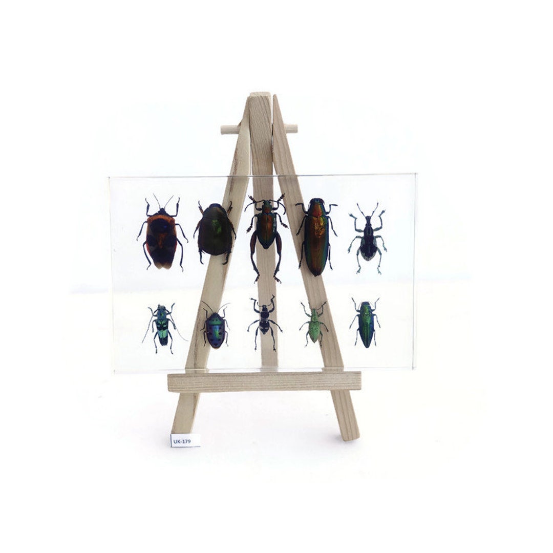 Mixed Bugs in a Resin Block, Paperweight Gift Box and Easel, Bugs in ...