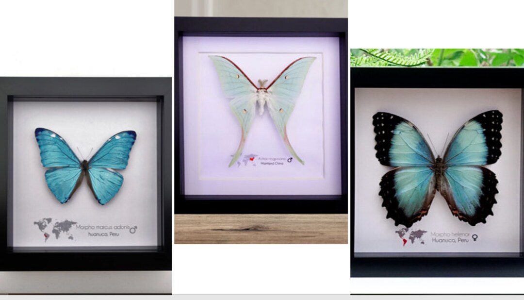 Bundle 20% Saving, Morpho Helenor Guerrerensis Female, Actias Ningpoana, Chinese Moon Moth ...