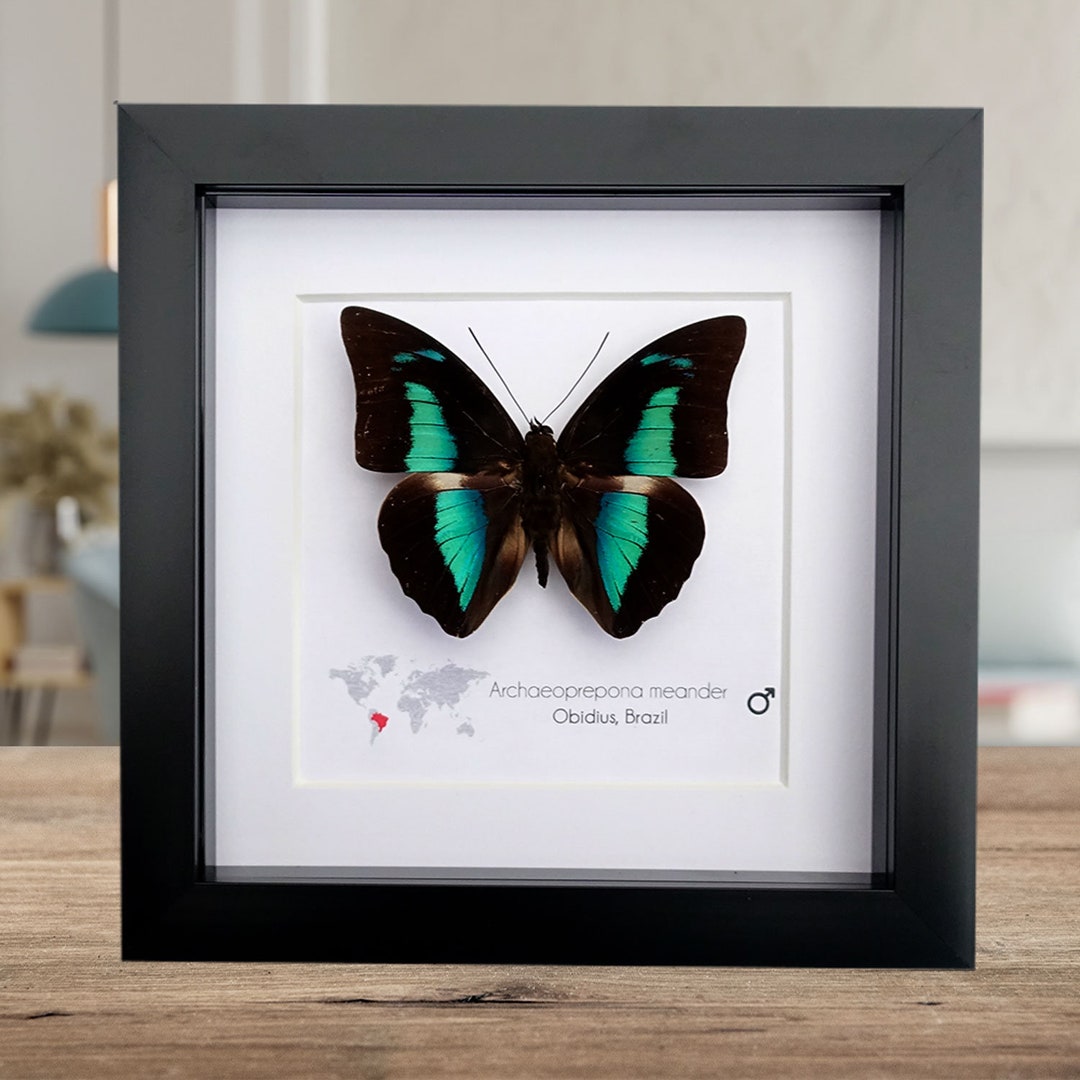 Prepona Meander Archaeoprepona Meander Black and Iridescent - Etsy