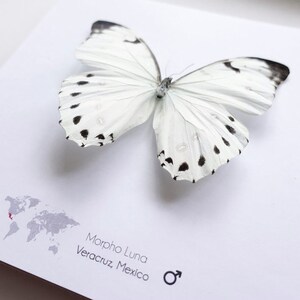 Morpho Polyphemus Luna White Ghost Morpho Butterfly, a Very Large White ...
