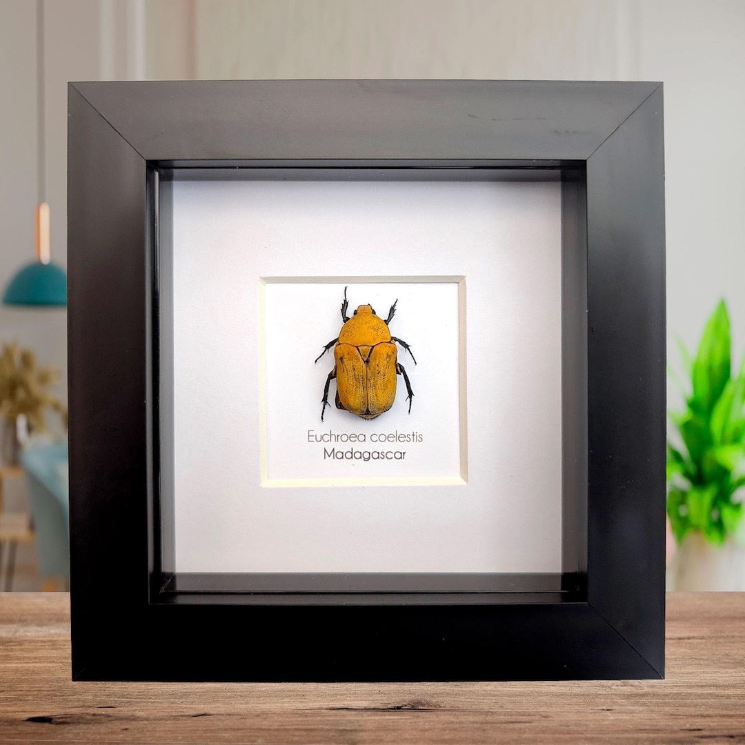 Euchroea Benezechi, Yellow Flower Beetle From Madagascar (endemic ...