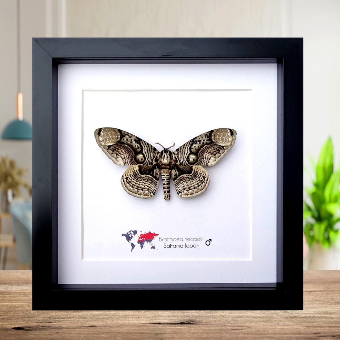 Brahmaea Hearsey, Giant Owl Moth, Chinese Owl Silkmoth, Wall Decor ...