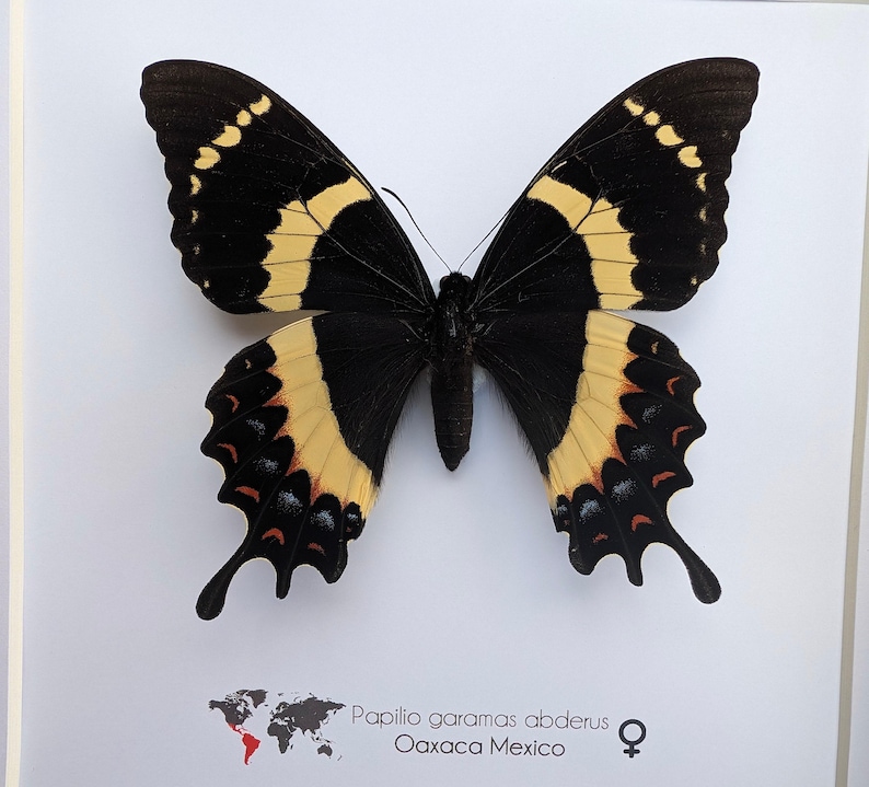 Papilio Garamas Abderus Female, the Two-tailed Swallowtail,oaxaca ...