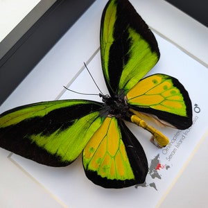 Ornithoptera Goliath Procus, Goliath Birdwing, Green Birdwing ...