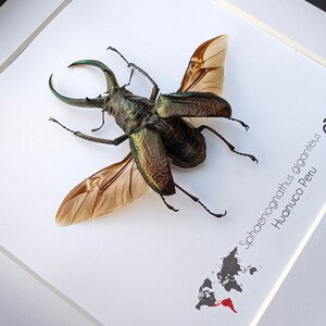 Sphaenognathus Giganteus, Taxidermy, Entomology Gift, Ethically Sourced ...