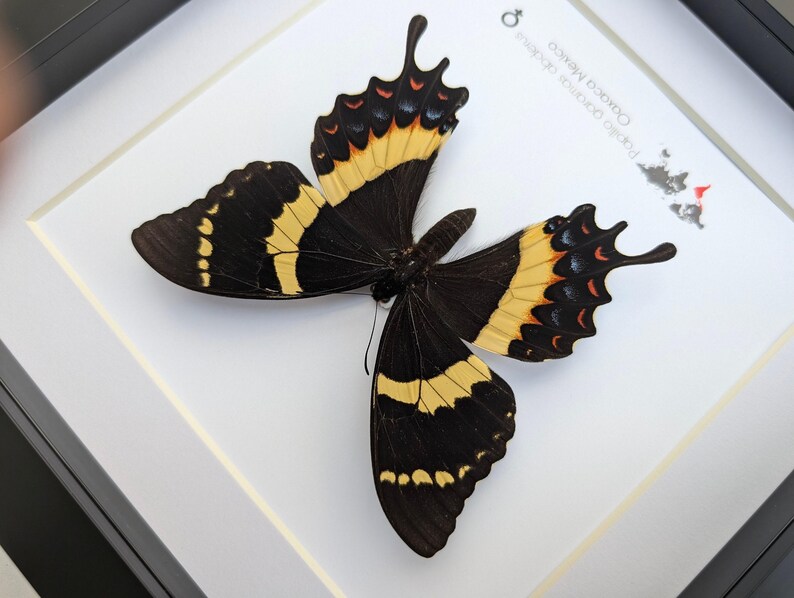 Papilio Garamas Abderus Female, the Two-tailed Swallowtail,oaxaca ...