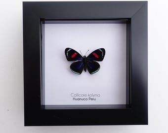 Real Kolyma 88 Butterfly Framed Taxidermy - Callicore Kolyma - Etsy