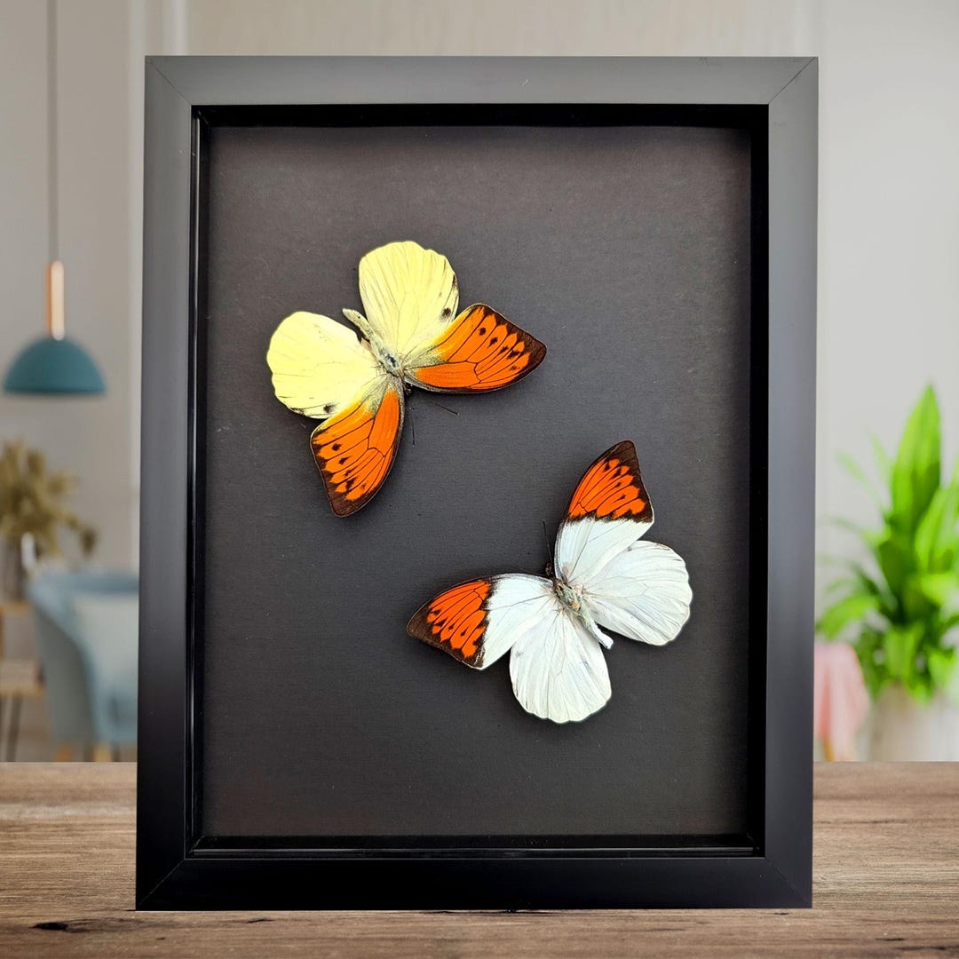 Framed Brimstone Wing Butterfly Set: Yellow & Orange Indonesian Display ...
