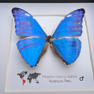 Morpho Marcus Adonis, the Adonis Morpho, the Adonis Butterfly, Big Blue ...