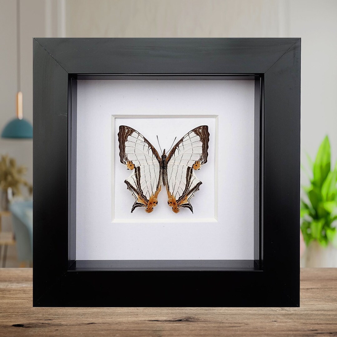 Cyrestis Nivea, Straight-line Map-wing, Butterfly From Malaysia ...