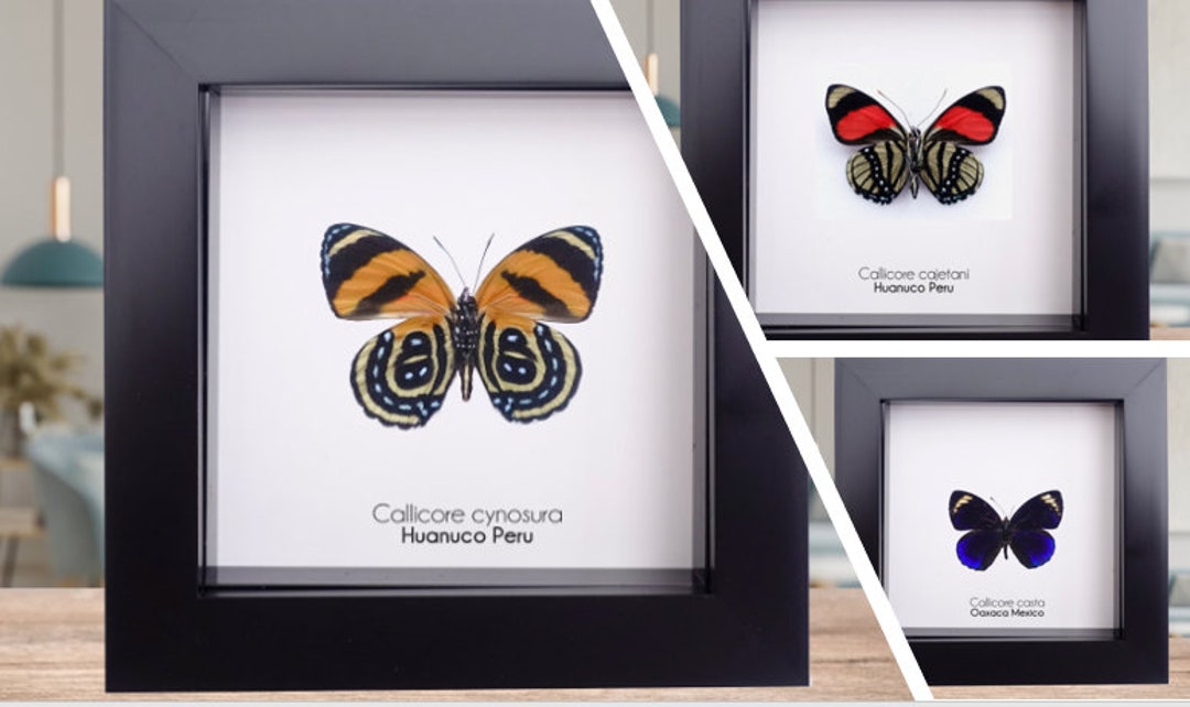 Bundle 20% Saving, Callicore Butterflies, Callicore Casta, Callicore ...
