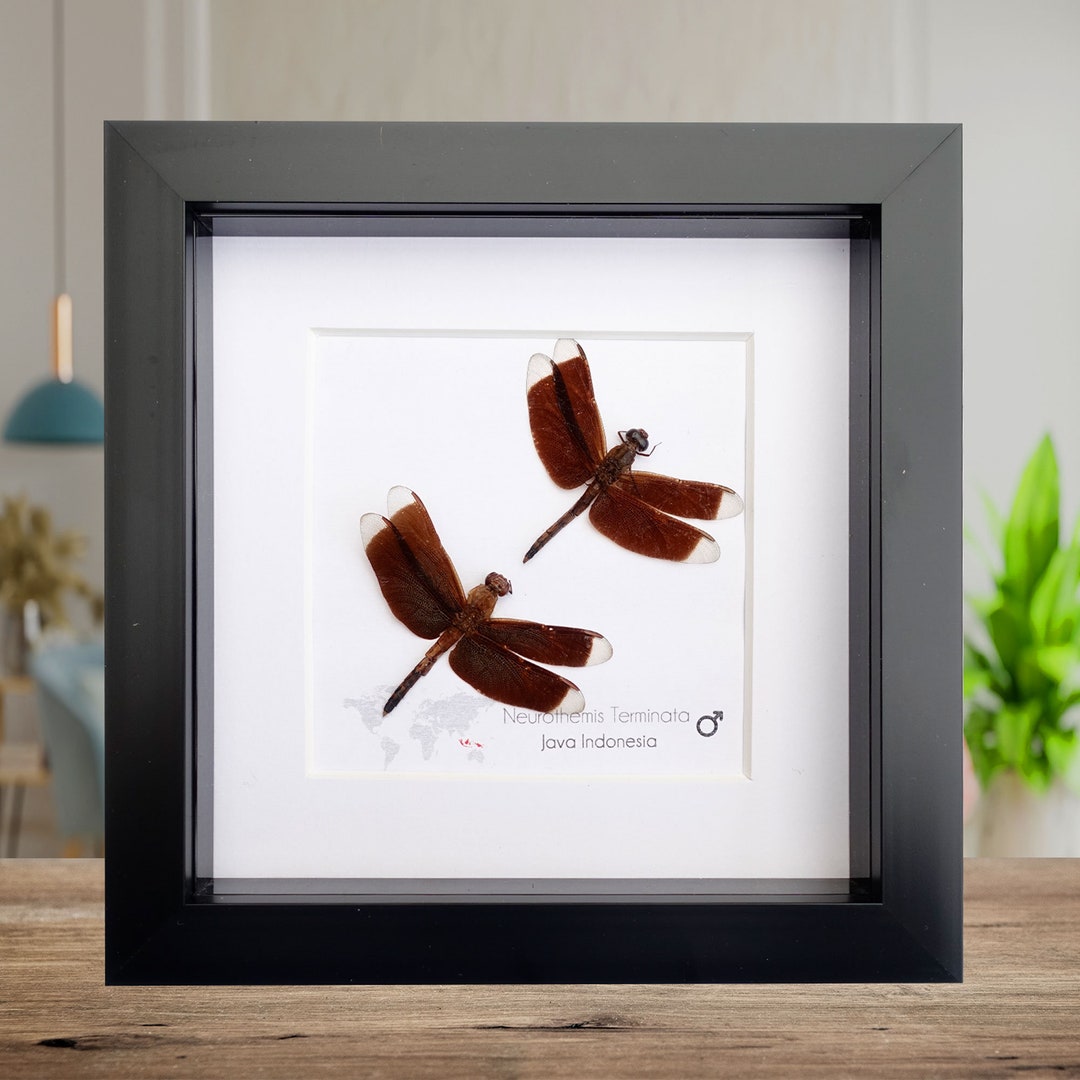 Neurothemis Terminata Pair, Red Dragonfly, Framed Dragonfly, Taxidermy ...